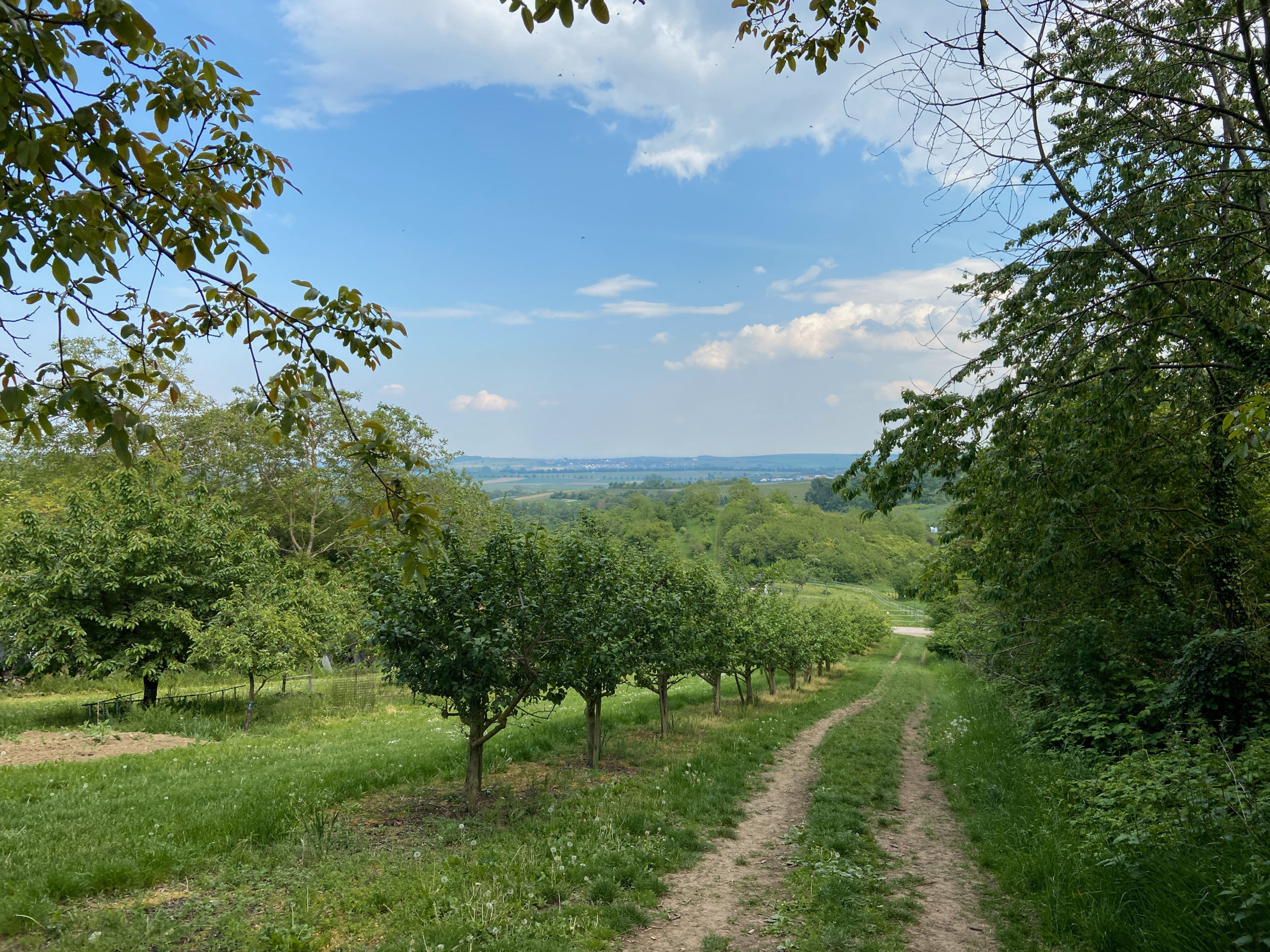Wandern in Rheinhessen: Hiwweltour Zornheim - #reiselust
