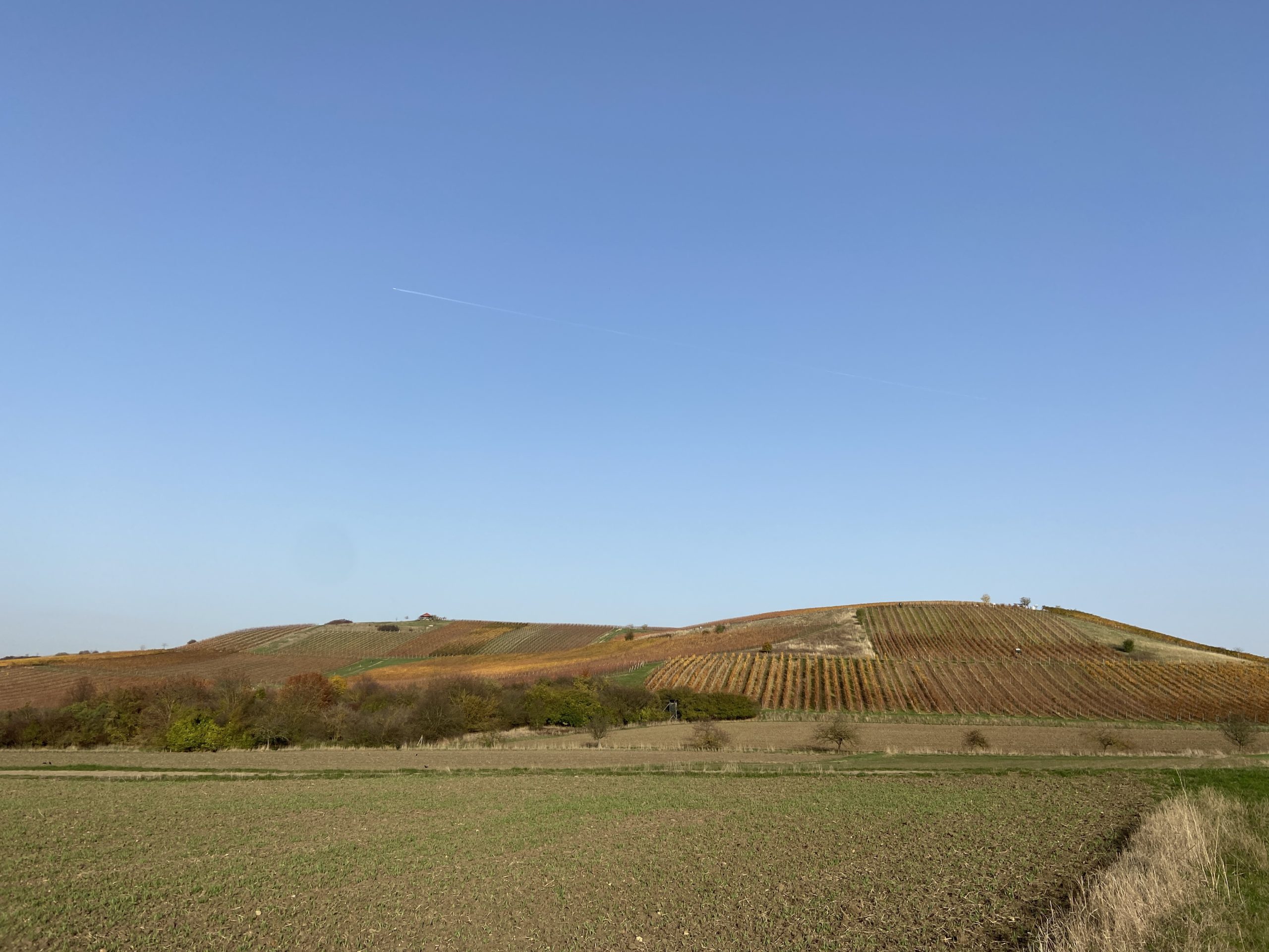 Wandern in Rheinhessen: Durch die Weinberge bei Partenheim - #reiselust