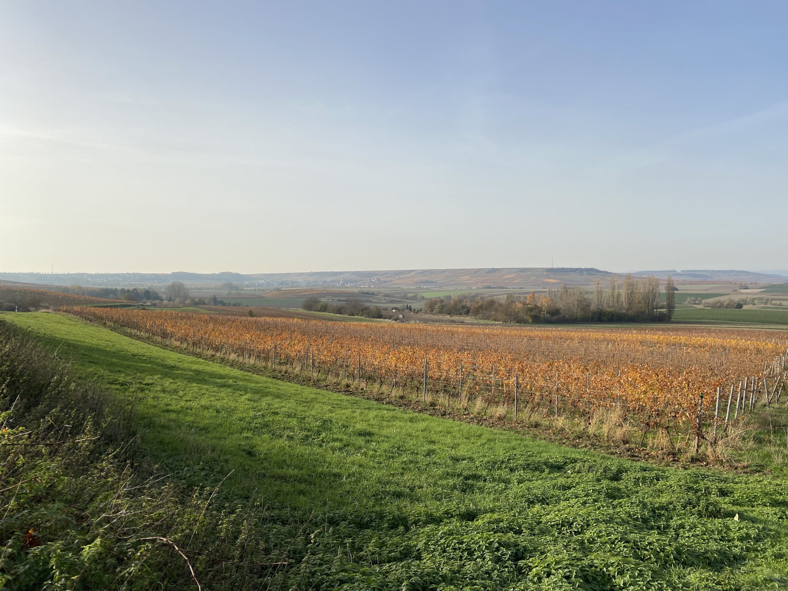 Wandern in Rheinhessen: Durch die Weinberge bei Partenheim - #reiselust